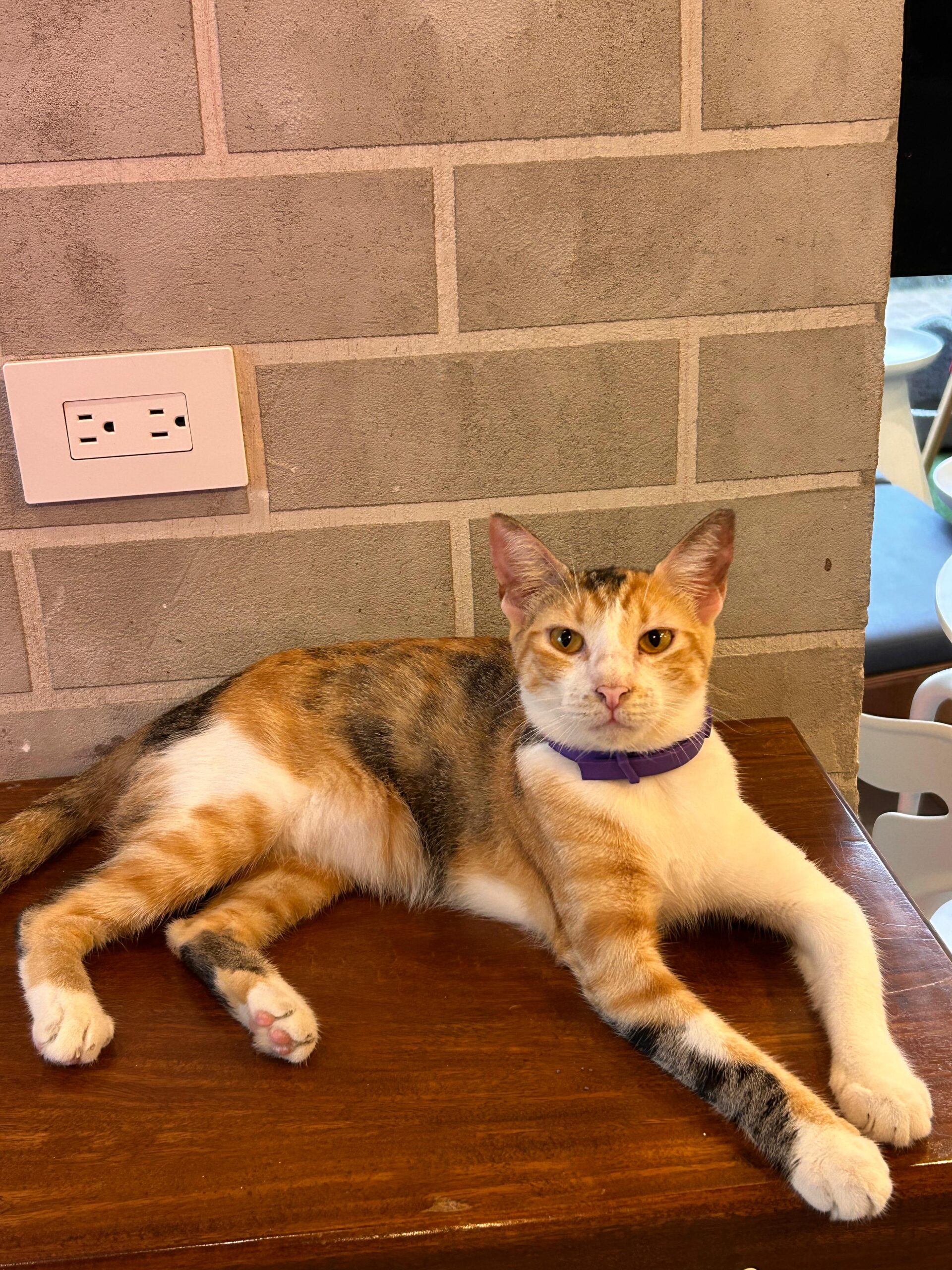 Adopciones – Huellitas Panamá – Cleo Cat Café & Shop